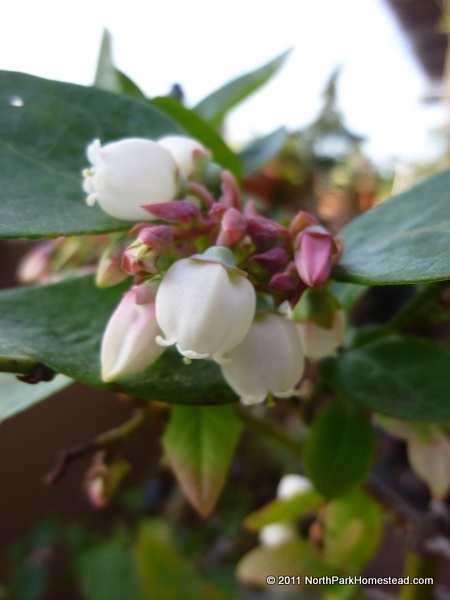 blueberryBlossom - North Park Homestead
